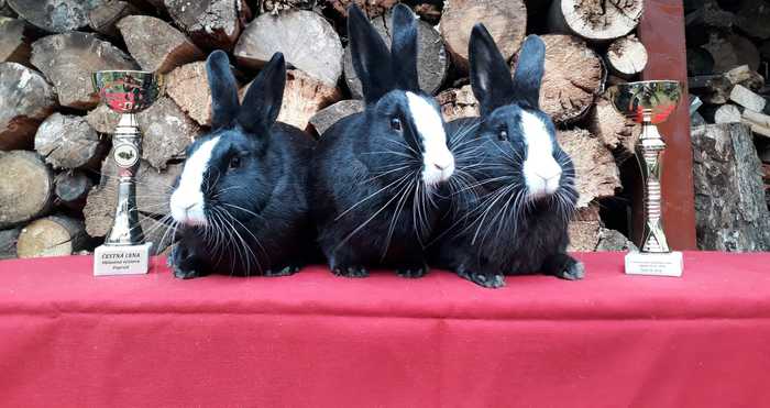 Chovatelia :: Liptovsky-lysko1